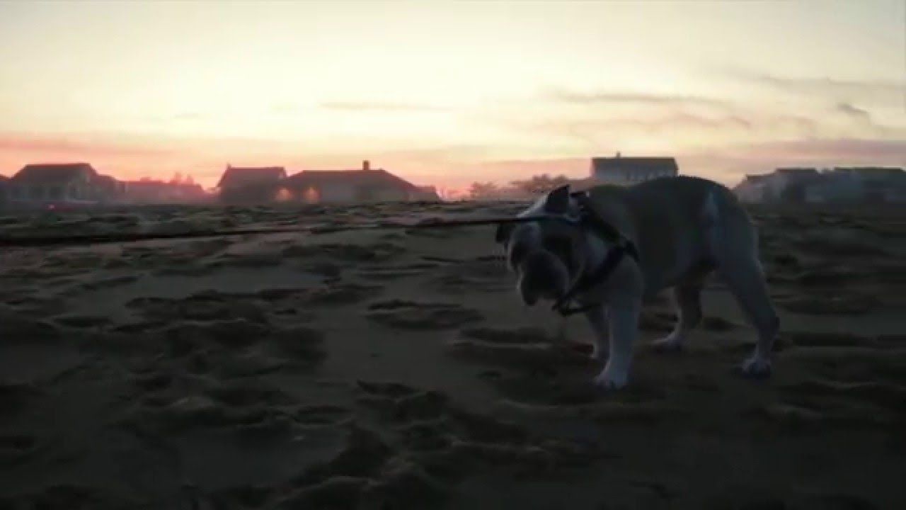 Petsmart Commercial 2015- Stubborn Bulldog - YouTube