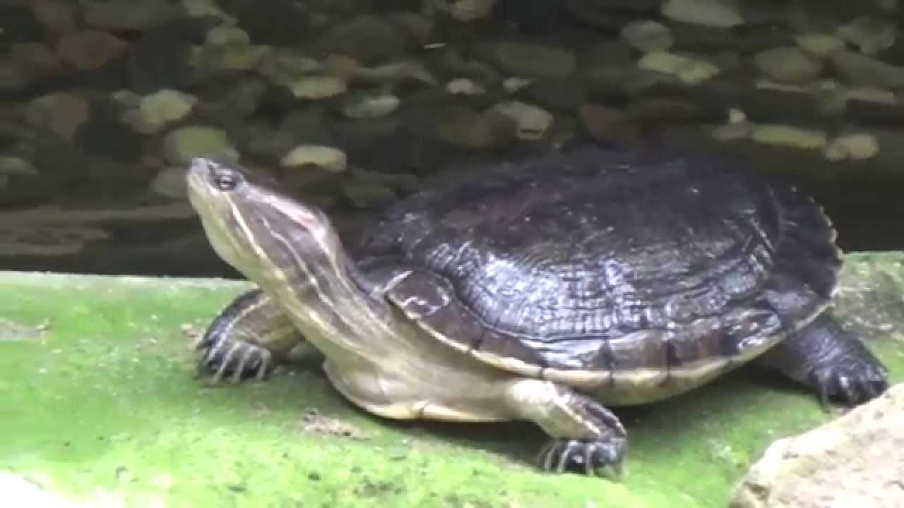 Cumberland slider (Trachemys scripta troostii) Prague Zoo צב מים ...
