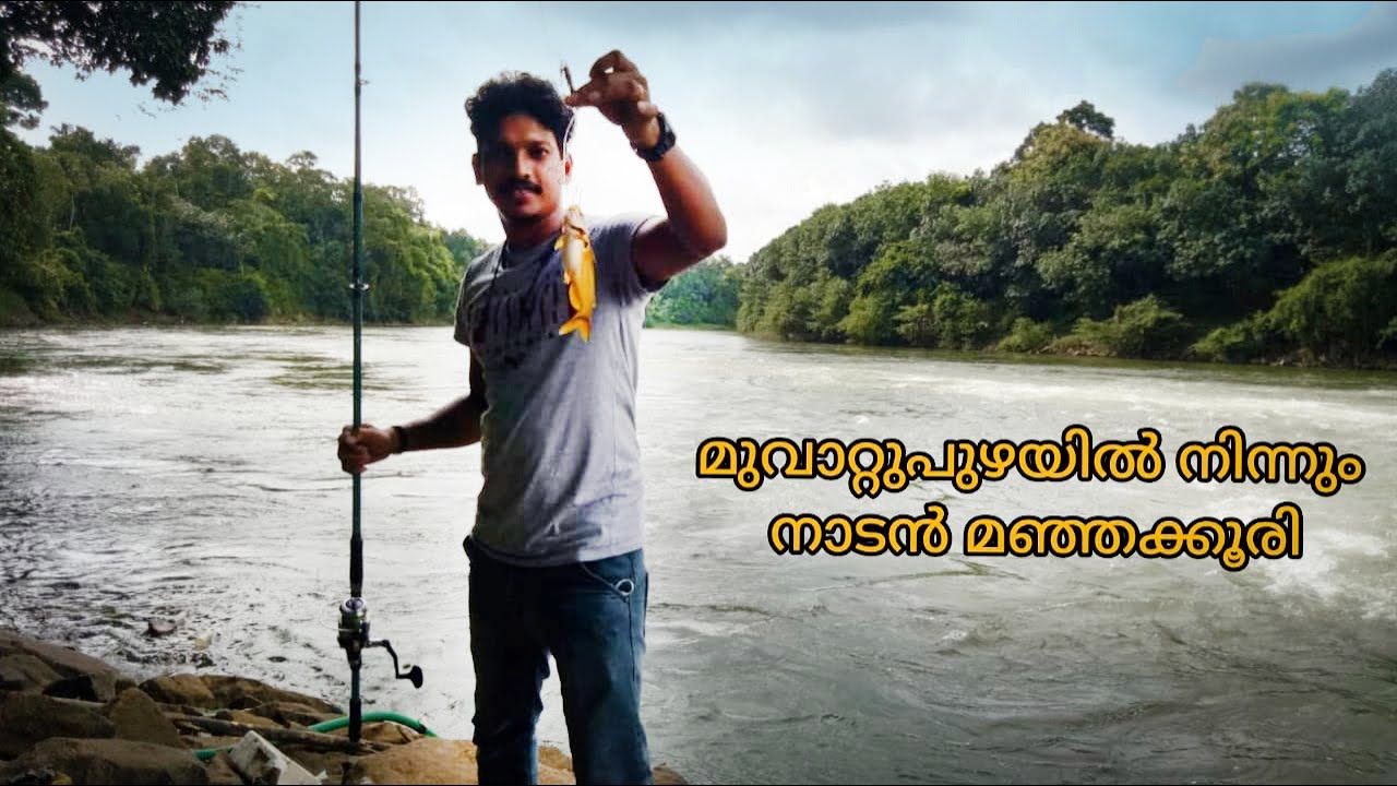 Manjakoori (Yellow Cat Fish) Catching I Muvattupuzha I Ginesh Design I ...