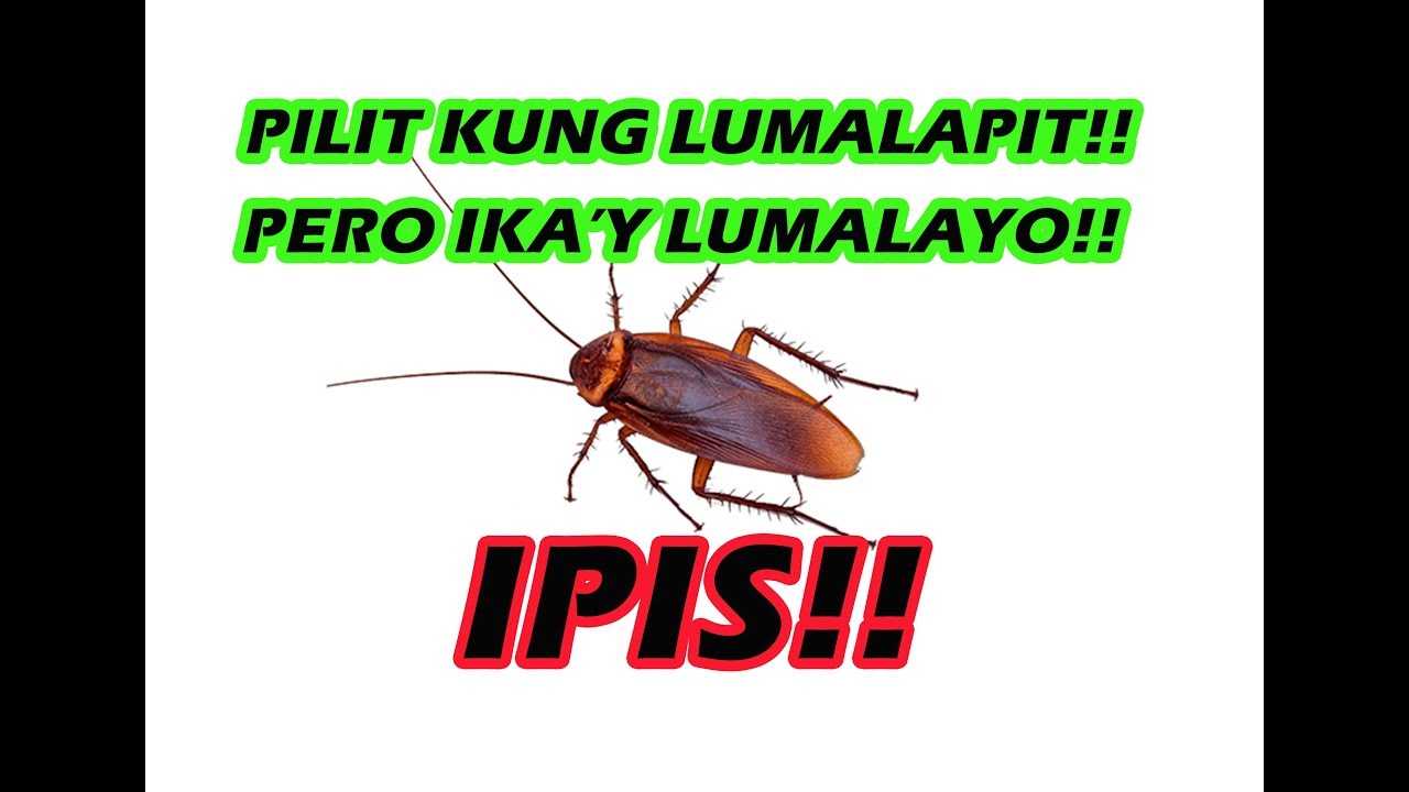 Takot sa IPIS! - YouTube