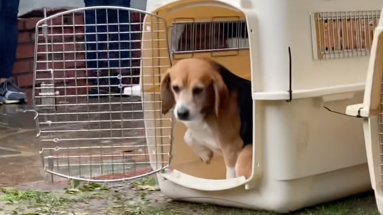 Breaking: Beagles Freed from Testing Lab! - YouTube