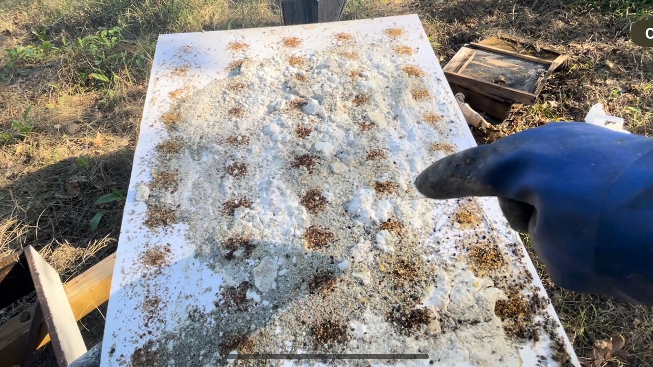 VLOG: BEETLE BUSTER BOARDS FOLLOW-UP! PRO-WINTER! GREEN APIARY! Work ...