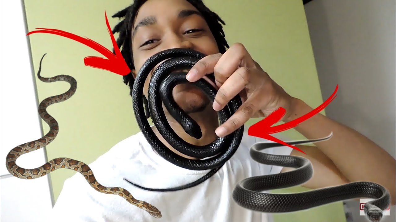 SNAKE PRANK ON GIRLFRIEND!!! *HILARIOUS* - YouTube