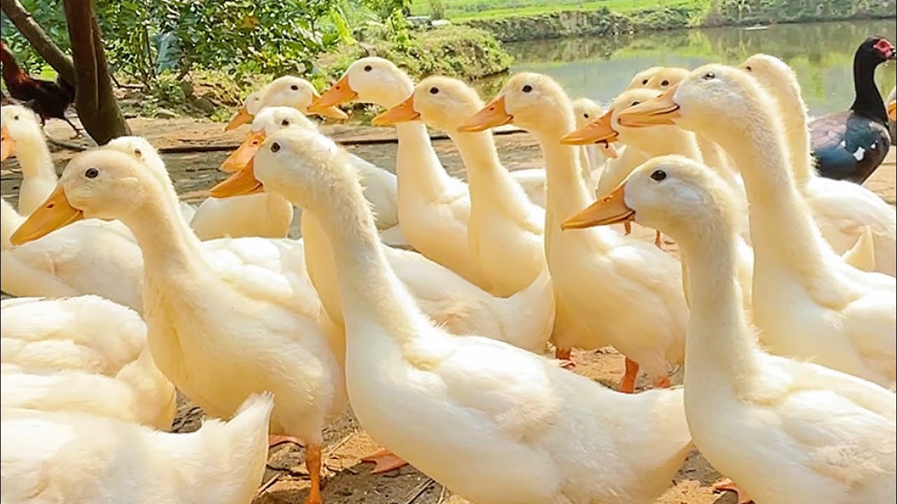 Raising millions of free-range ducks for meat and egg laying - Poultry ...