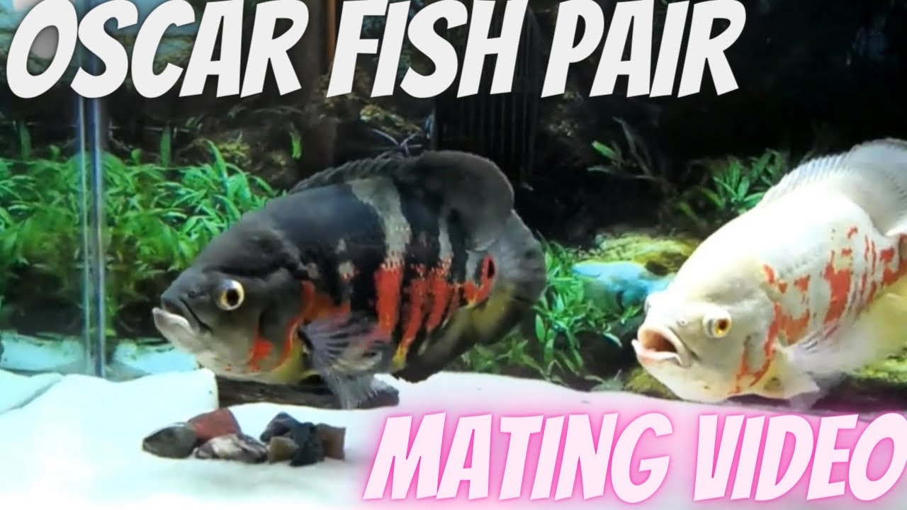Oscar Fish Pair🔥- Mating Video🔥| Viral Video | #oscarfish #oscars - YouTube
