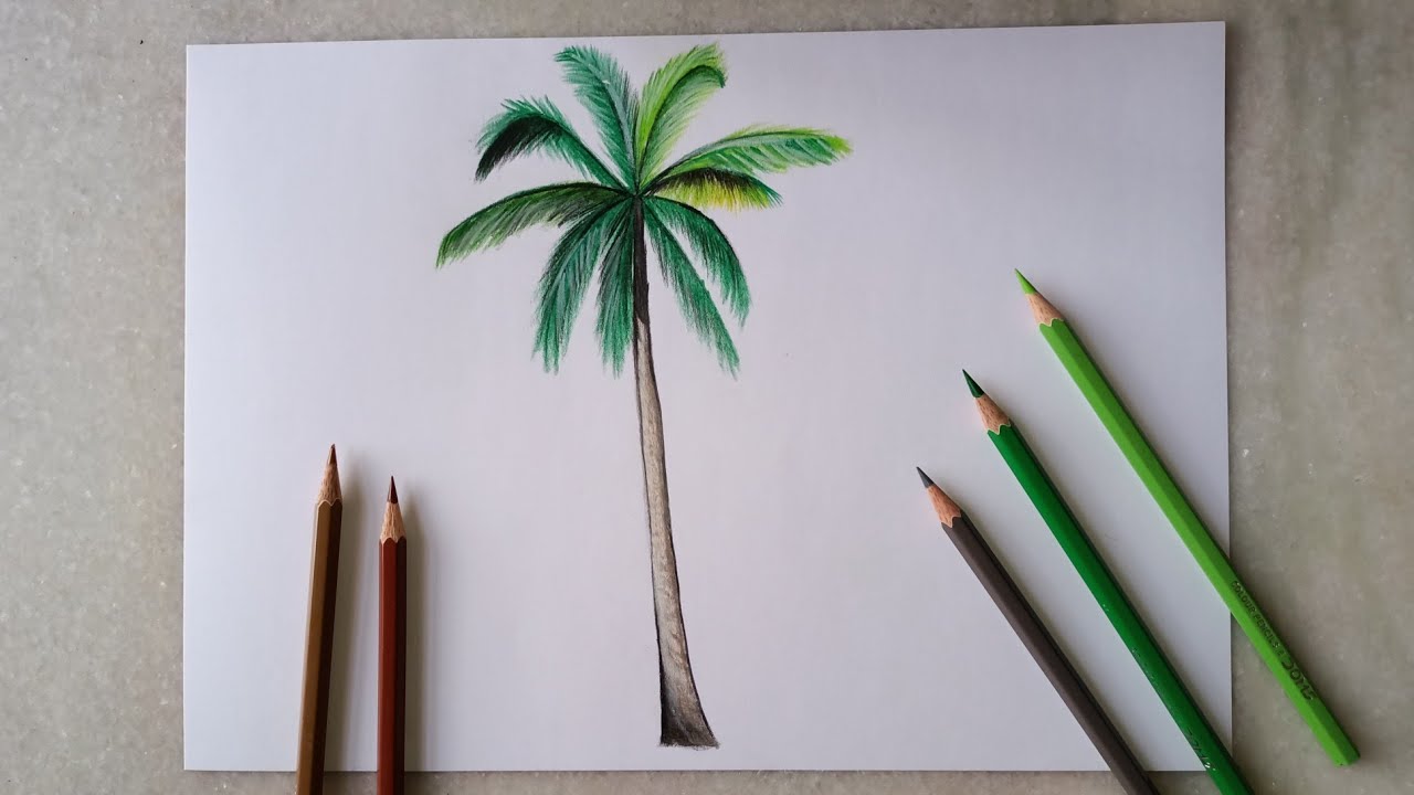 How to draw palm tree with Dom's coloured pencils - YouTube