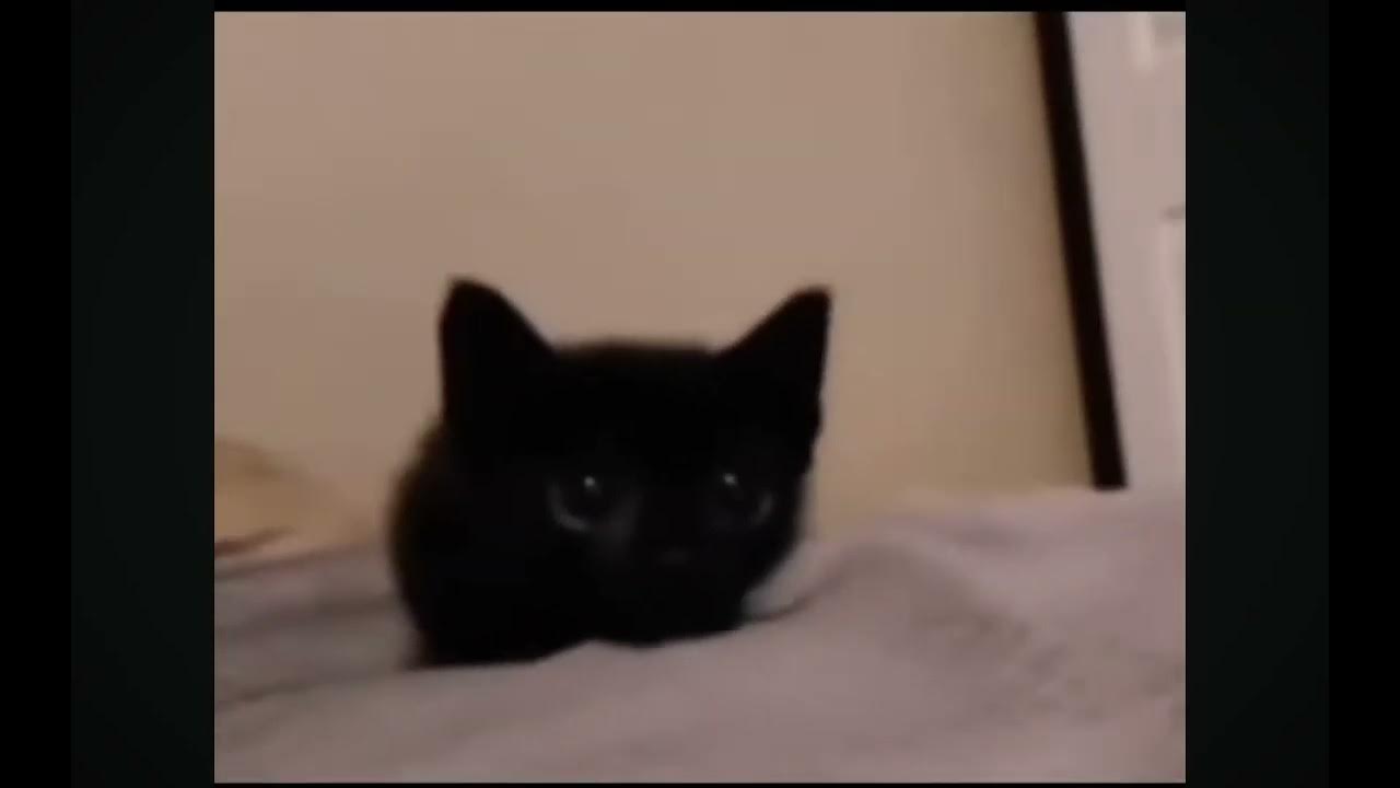 Cat Explodes Youtube