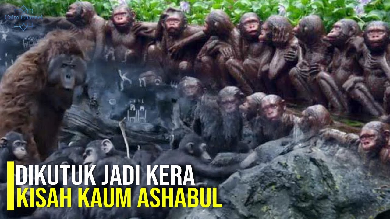 DIKUTUK MENJADI KERA !! KISAH UMAT NABI MUSA KAUM ASHABUL SABT ll Clam ...