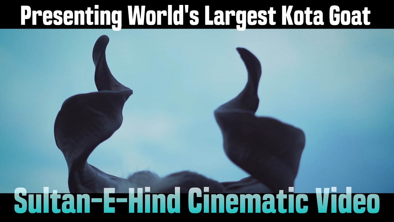 Presenting Sultan-E-Hind, World’s Largest Kota Goat at AK & Shalimar ...