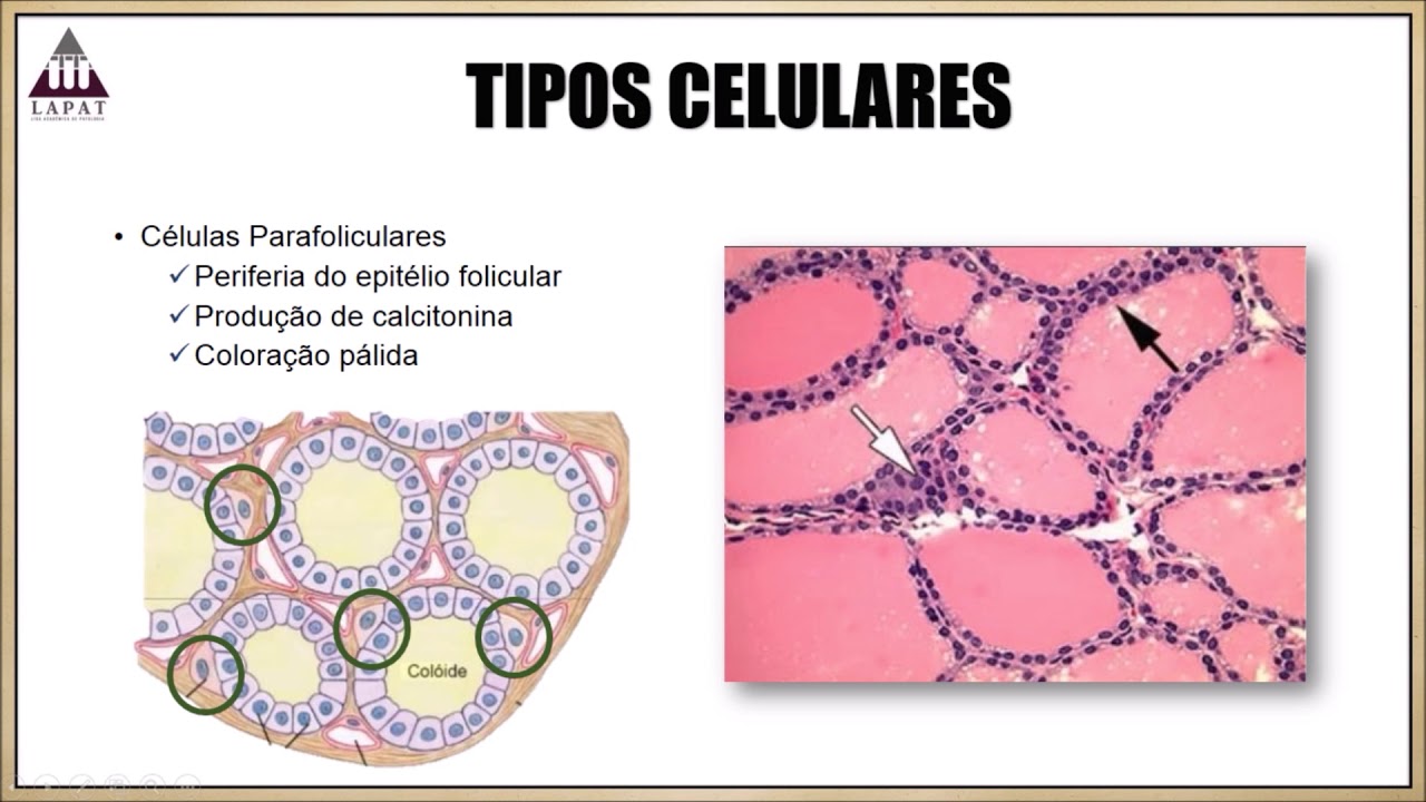 Hormonios E Funcoes Da Glandula Tireoide