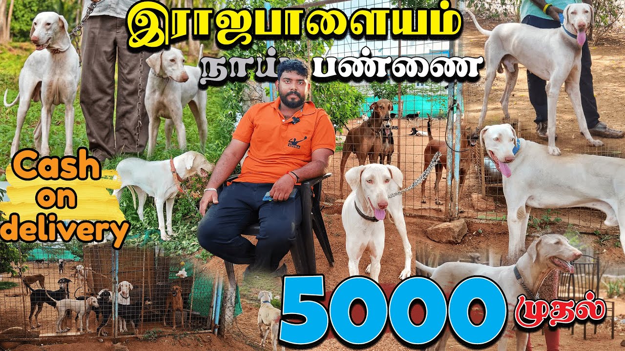 பாரம்பரிய இராஜபாளையம் Dogs for sale|5000 முதல்|100% Original|# ...