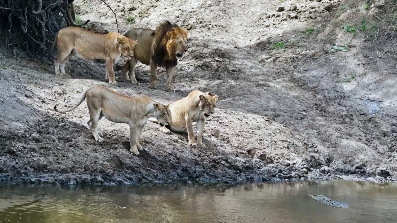 Salas Male Lion & Topi Lionesses start growling, and claws kneading ...