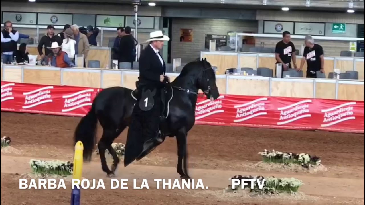 Barba Roja De La Tania Pasó Fino - YouTube