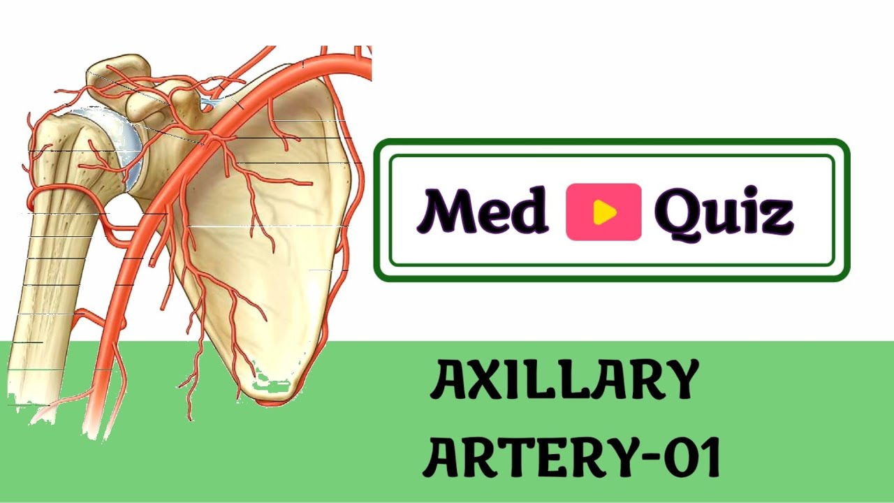 Axillary artery-01/upperlimb-32/axilla/Anatomy Quiz/medical questions ...