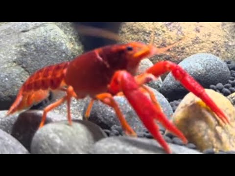 Volcano red cray fish #fish #crayfish #redcrab #lobster #crayfishfarm # ...