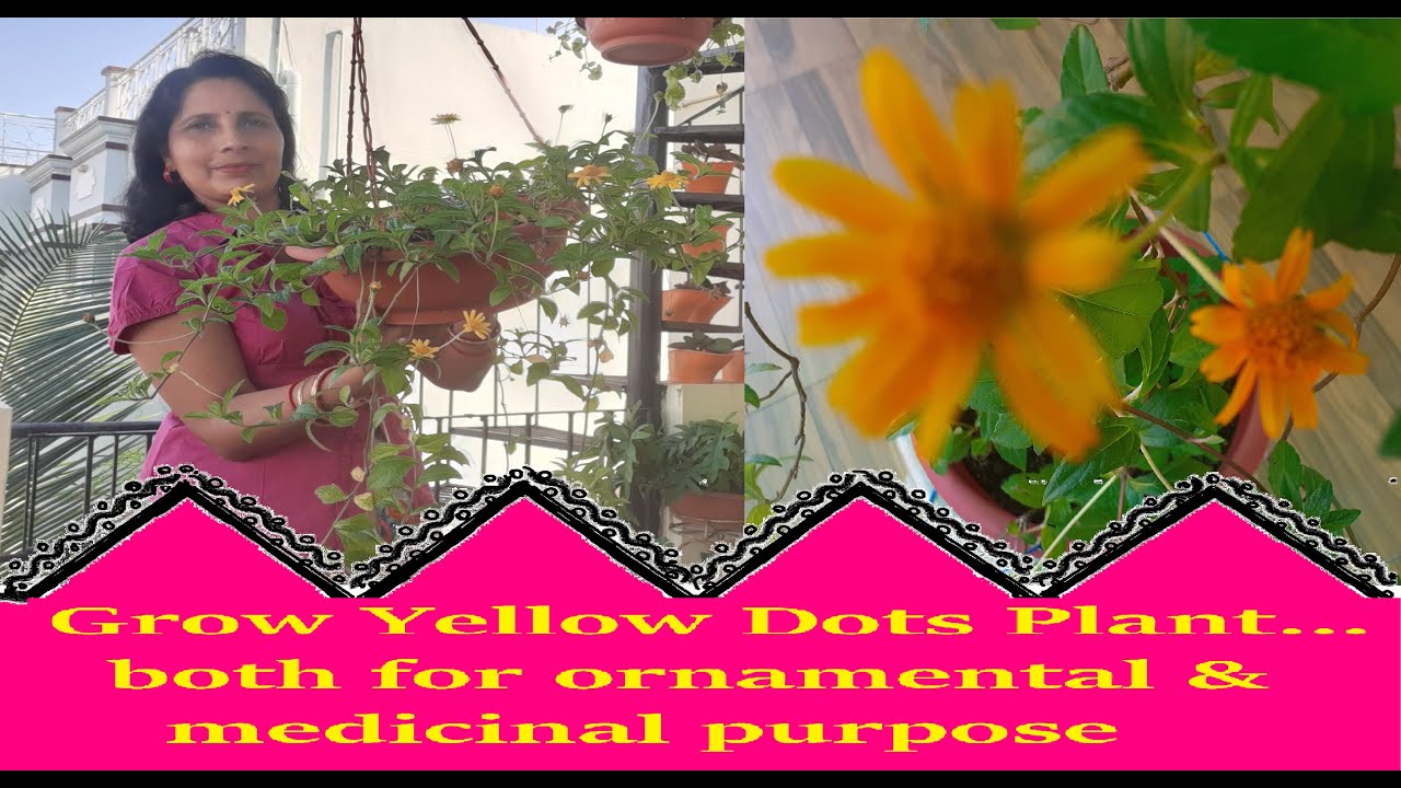 Yellow Dot Plant
