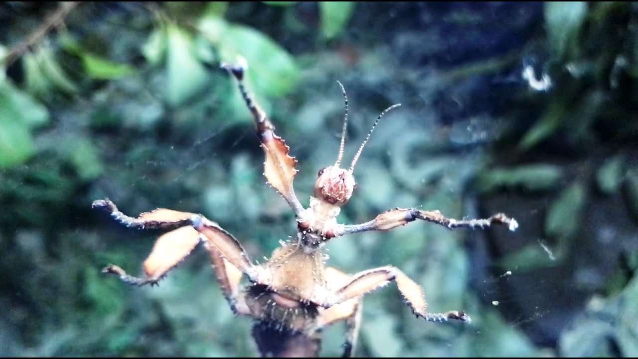Up Close With Spiny Leaf Insect YouTube Up Close With Spiny Leaf Insect YouTube