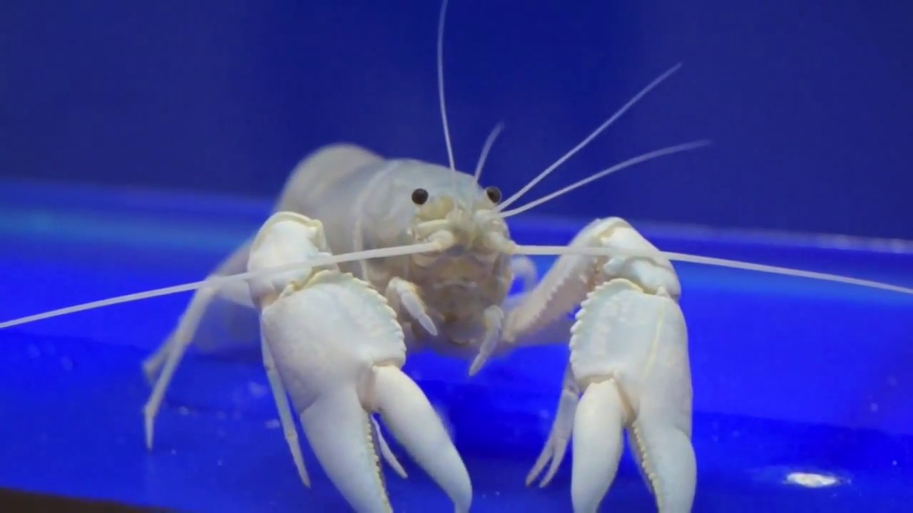 Ghost white Common Yabby - YouTube