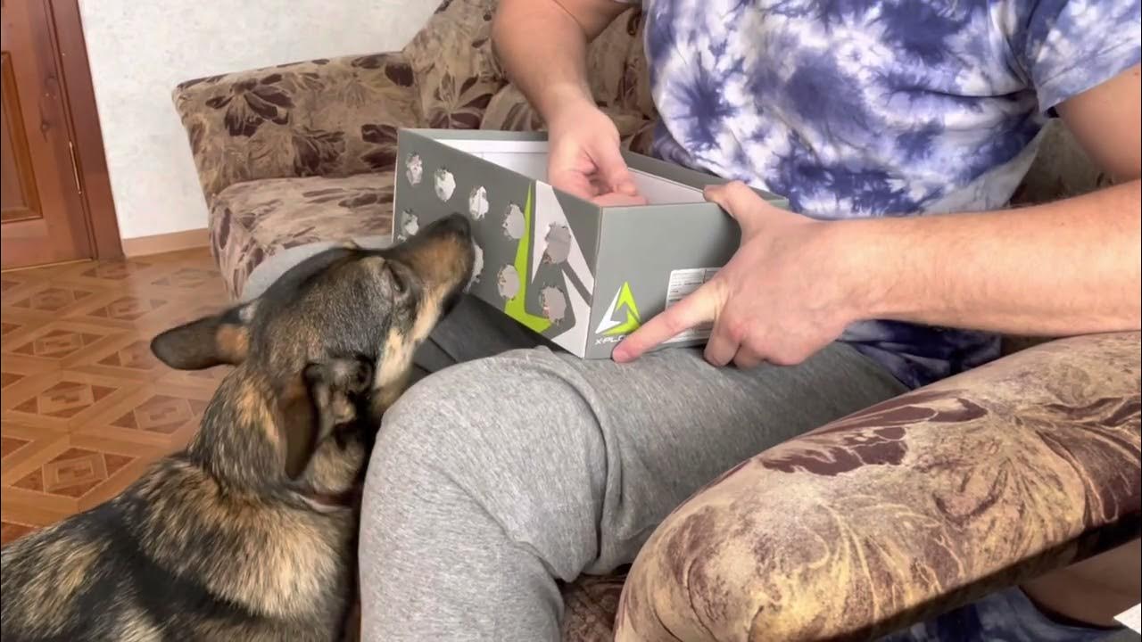 Собака барабака играет в игру сосиска или морковь! Веселая игра на ...