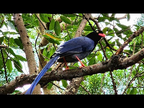劍潭山親山步道－台灣藍鵲｜Jiantanshan Hiking Trail - Formosan Blue Magpie