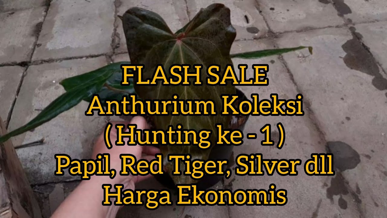 FLASH SALE 17 Sep 25 Anthurium Koleksi (HUNTING Hari ke -1) Papil,Red ...