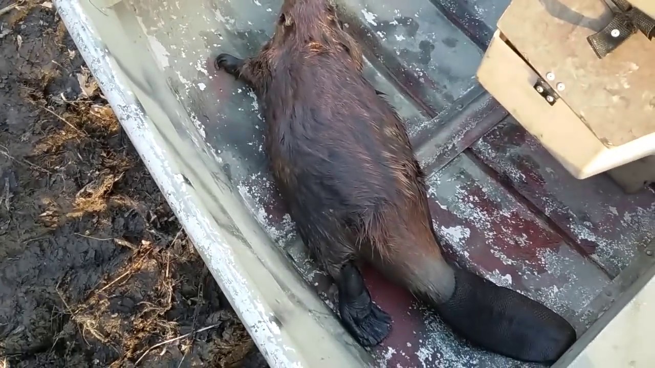 Day 4 River Trapping Wisconsin for Beaver, Coon, and Mink - YouTube