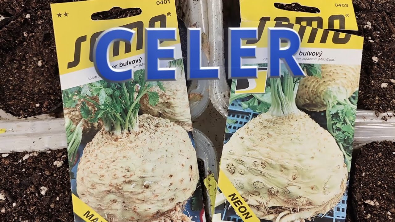 bulvový celer #seed #celery #garden +12 dní - YouTube