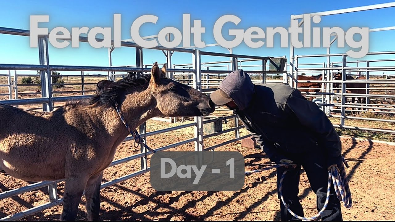 Training a Feral Colt Series: Day 1 - YouTube