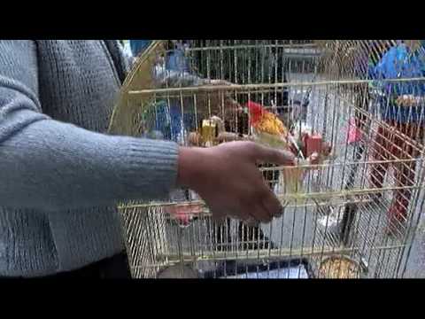 Galatasaray Adası'nın Papağanı ''Cimbom'' da Tahliye Edildi