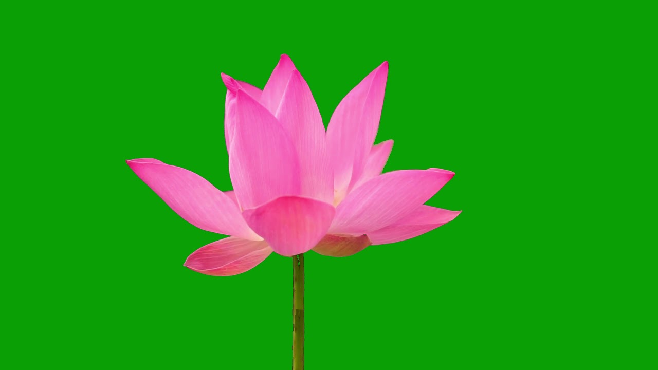 Lotus flower 4k UHD green screen video - YouTube