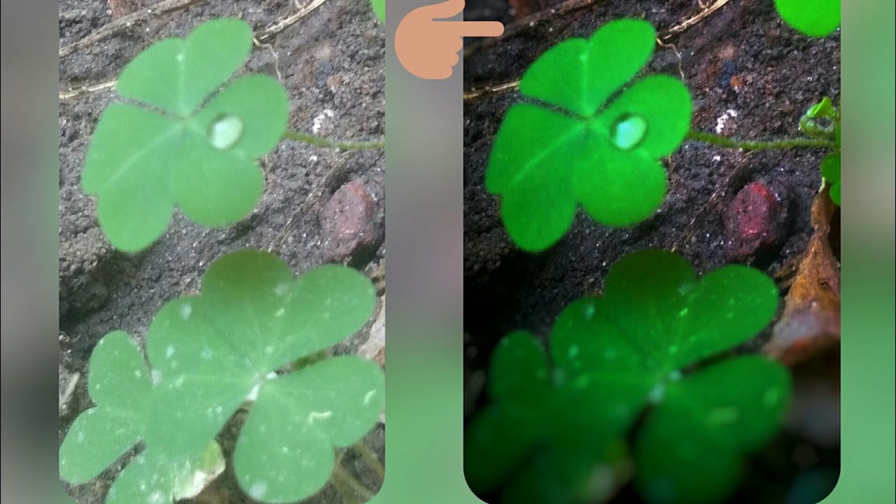 only snapseed editing🍁 plant editing natural‼️ #edit #tree #plants # ...