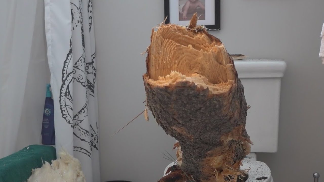 Fallen tree limb lands in Bend toilet - YouTube