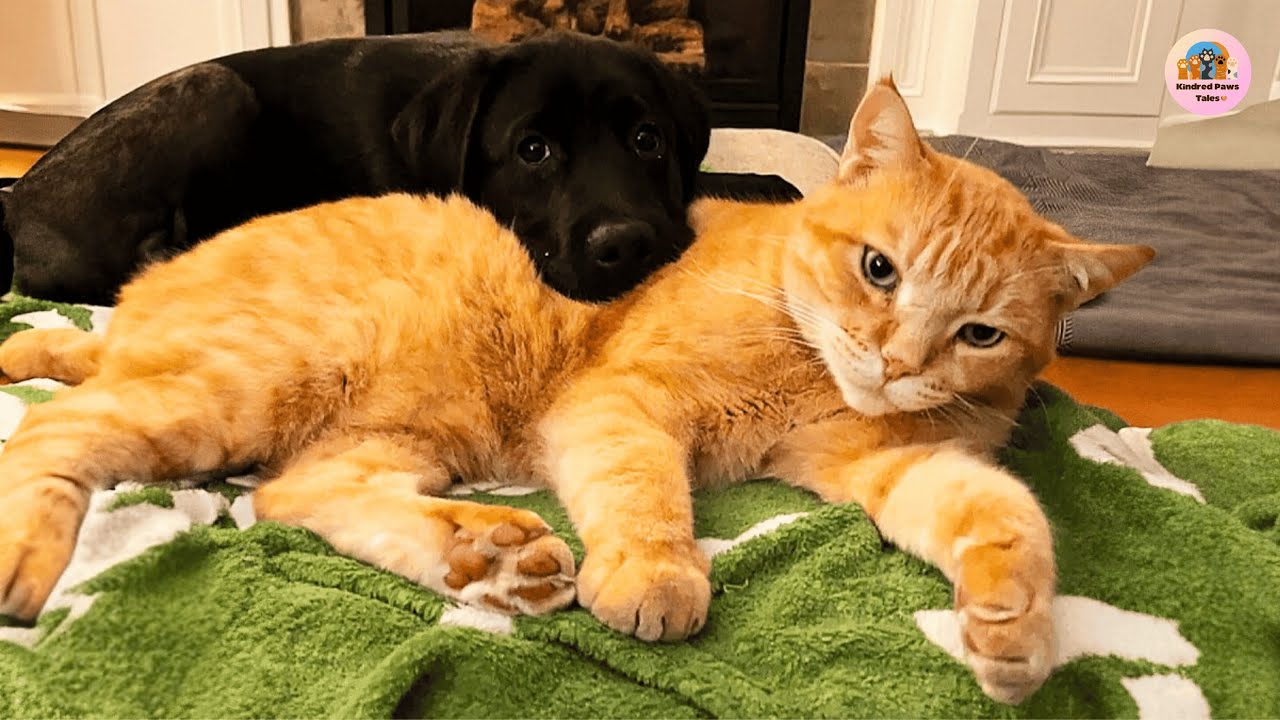 Moe the Cat Who Found a New Home and Won Over 3 Dogs - YouTube