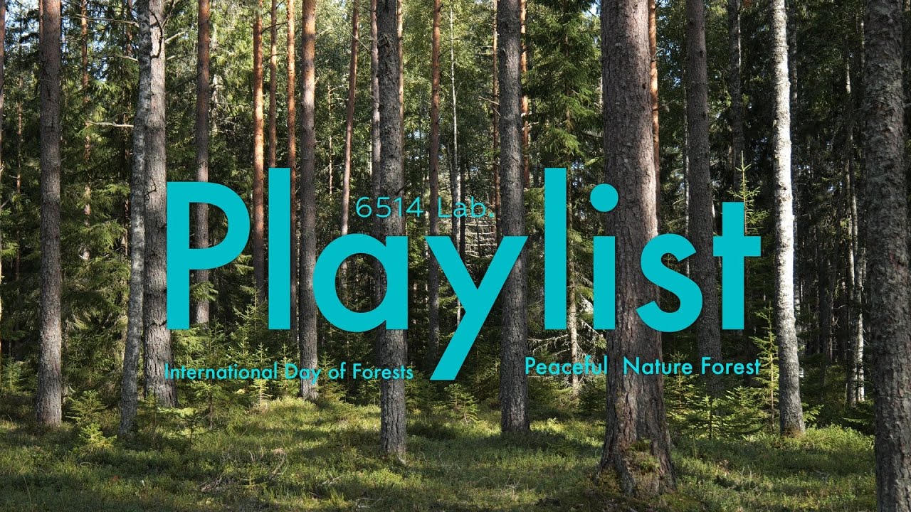 Peaceful Lofi Music Playlist for Nature Lovers | Let's Celebrate the ...
