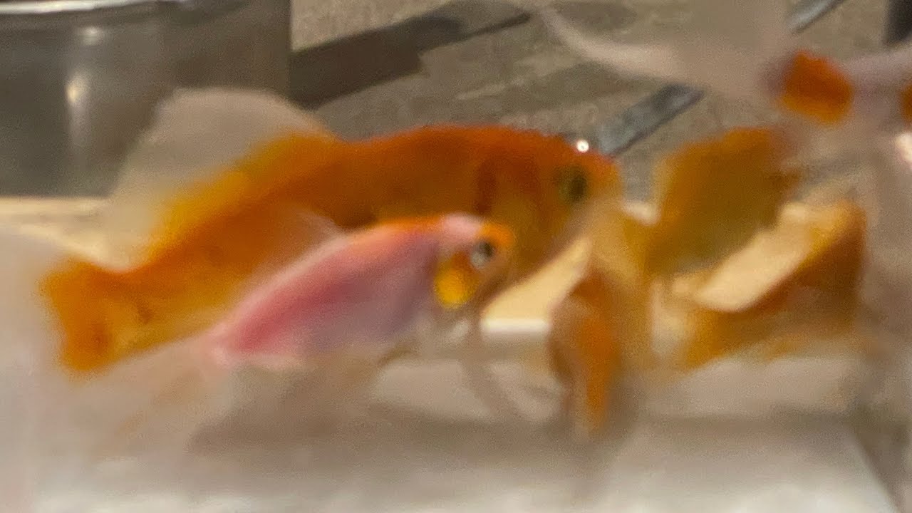 The Movements of the Goldfishes - YouTube
