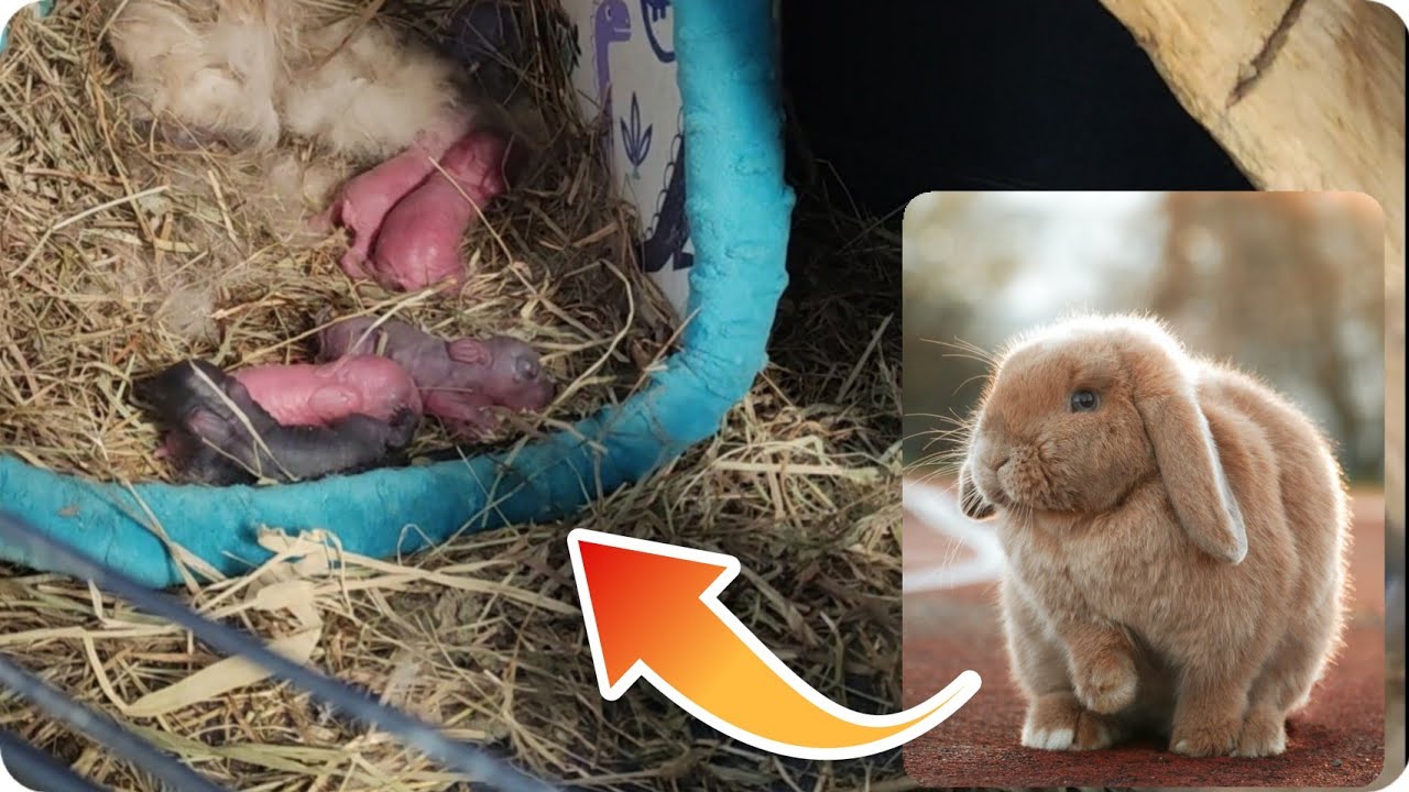 Rabbit Mom Giving Birth To 6 Baby Bunnies - YouTube
