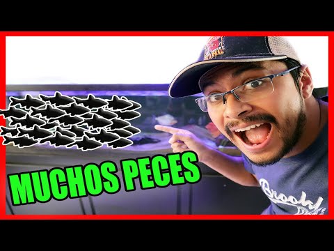 APRENDE 💥 El Significado REAL de CARDUMEN 💁(7 peces INCREIBLES) REGALO ...