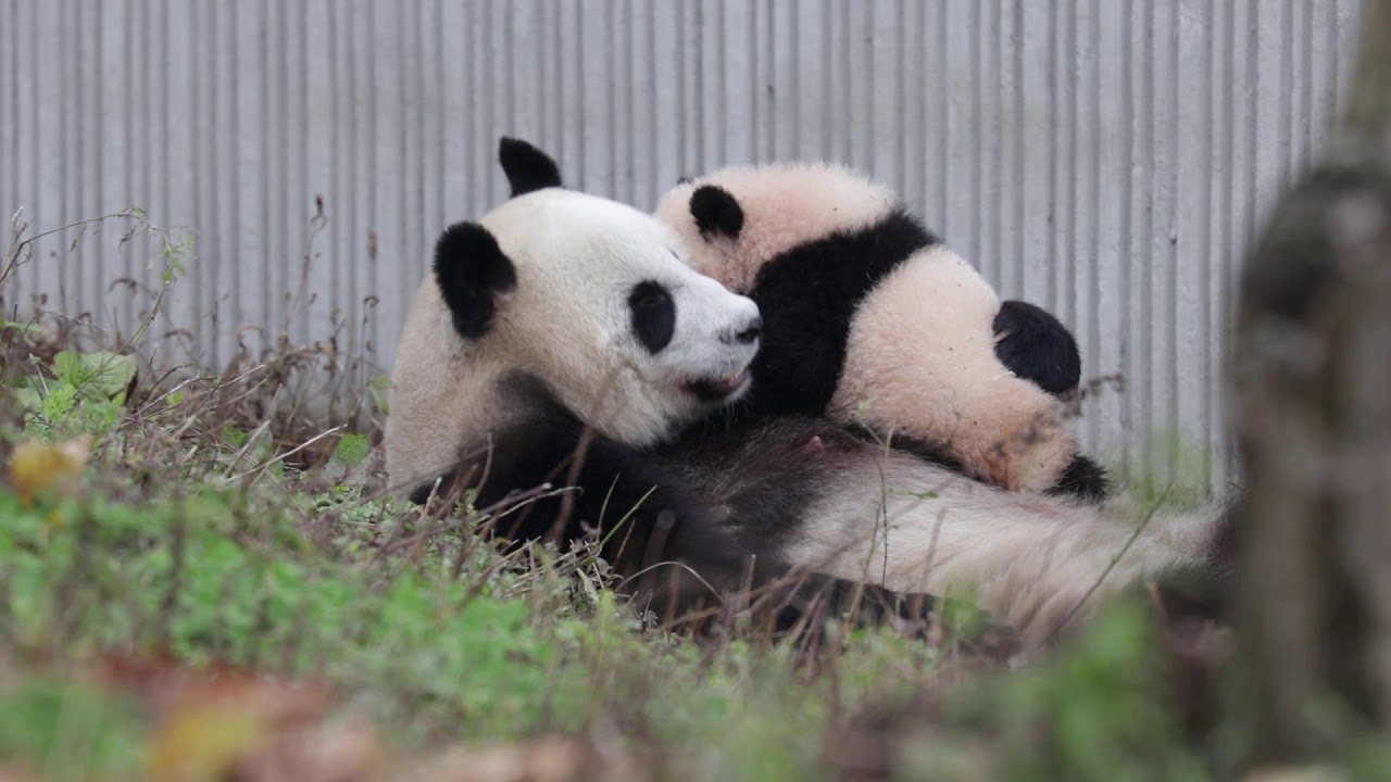 Lin Ping and her Cub , Wolong Giant Panda Nature Reserve, China - YouTube