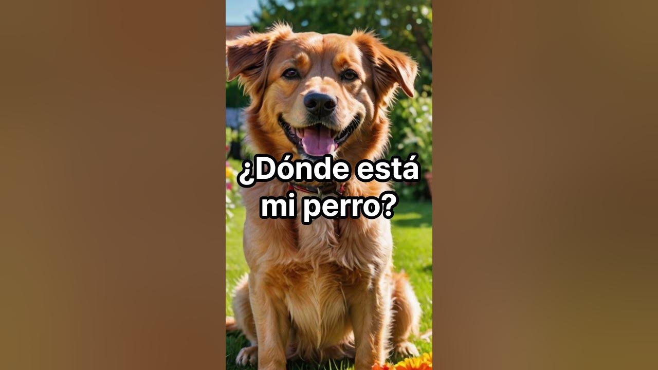 초간단스페인 ¿Dónde está mi perro? 왕초보 스페인어 Learning Spanish - YouTube