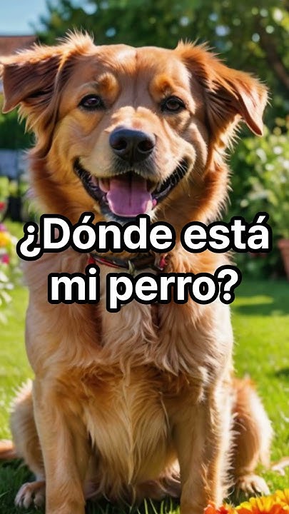 초간단스페인 ¿Dónde está mi perro? 왕초보 스페인어 Learning Spanish - YouTube