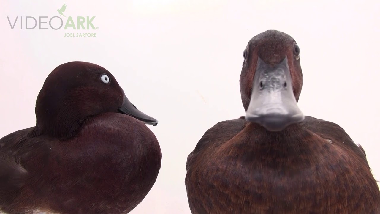 Pair of critically endangered (IUCN) and federally endangered ...