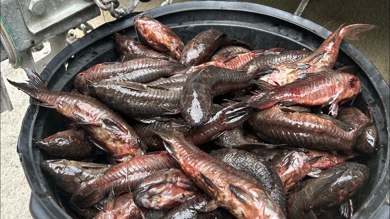 Hassa Armored catfish 🇹🇹🇬🇾 Clermont Florida. - YouTube
