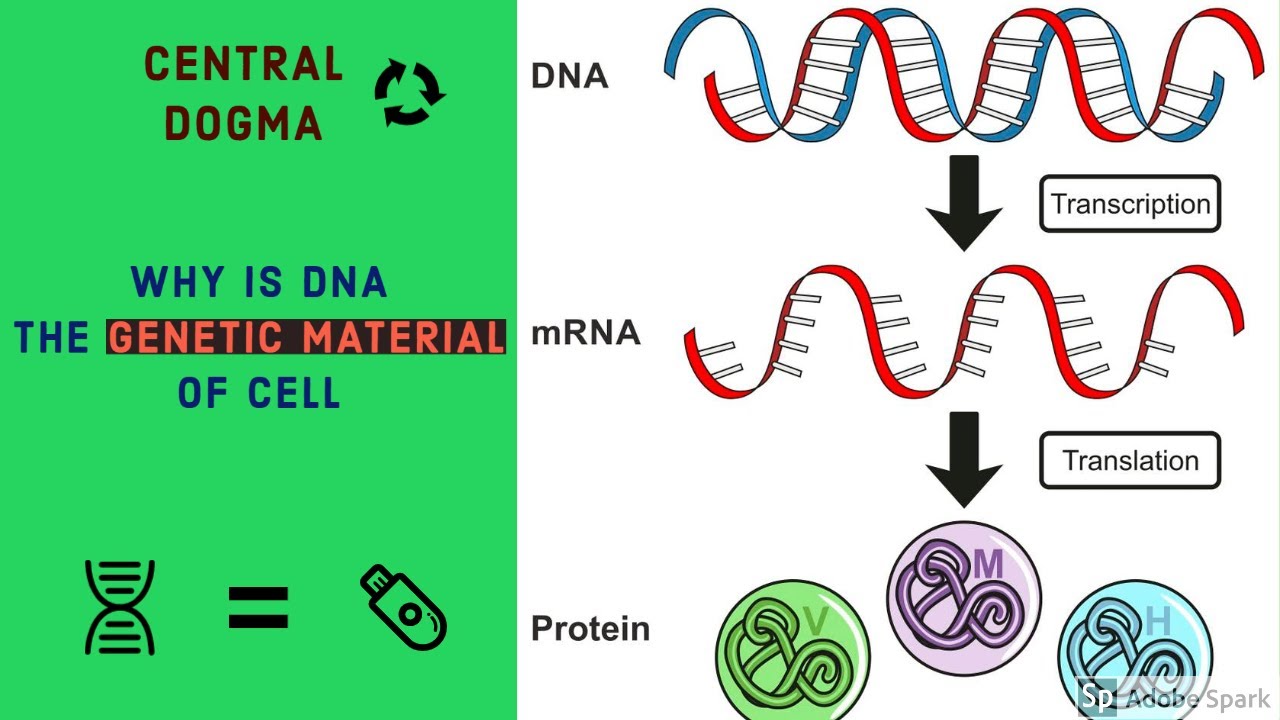 Why is DNA the genetic material of cell? central dogma summarized ...