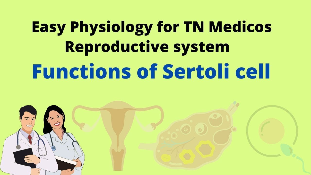 Functions of Sertoli cell - YouTube