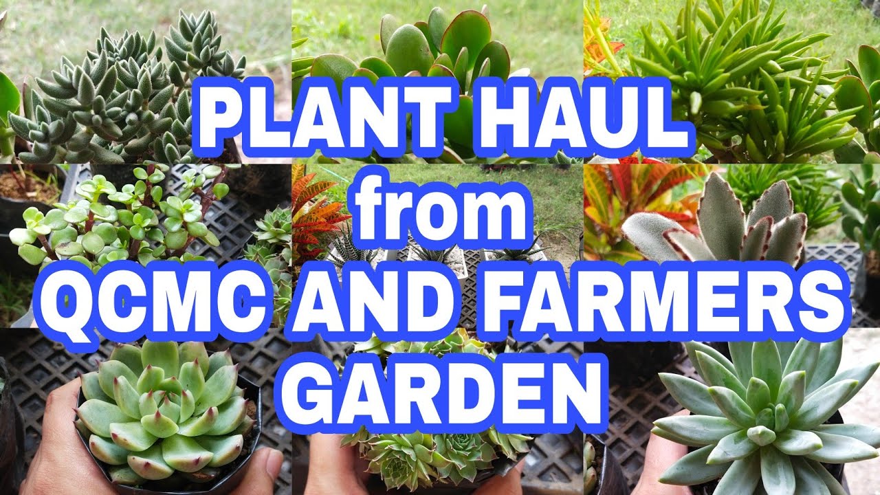 PLANT HAUL FROM QCMC AND FARMERS GARDEN SA CUBAO / SAN FRANCISCO ...