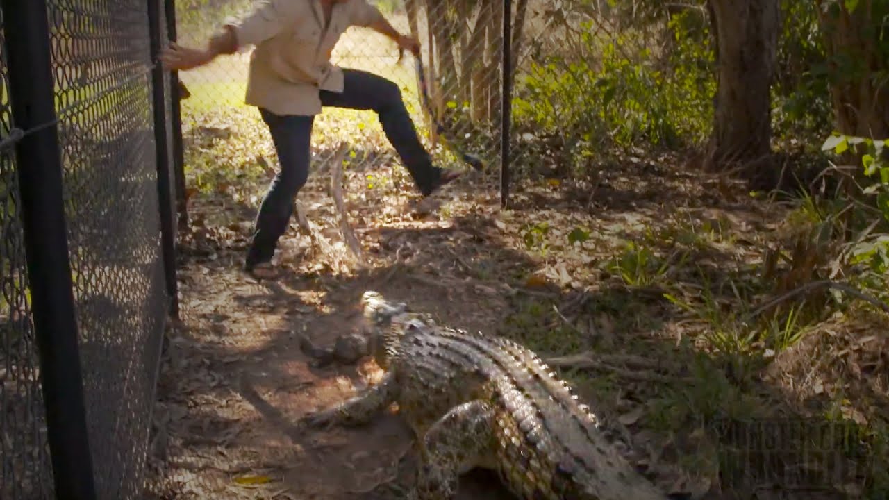 Matt Wright's NEW small but feisty rescue Crocodile - YouTube