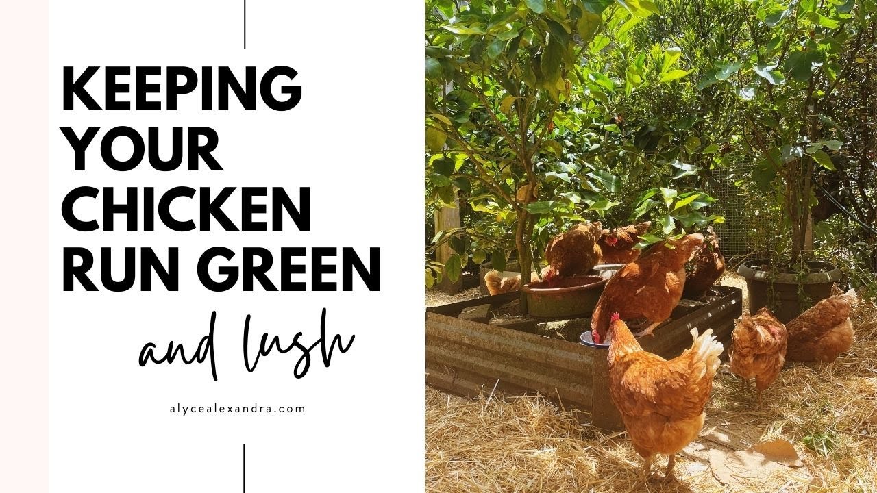 ULTIMATE CHICKEN RUN: How to Keep it Green, Lush and the Plants ALIVE ...