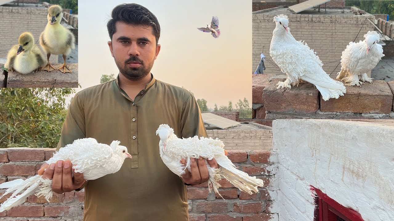 White Frillback Pigeon Agey 🥳 | Pigeon Hatching Eggs | Pigeon Cage ...