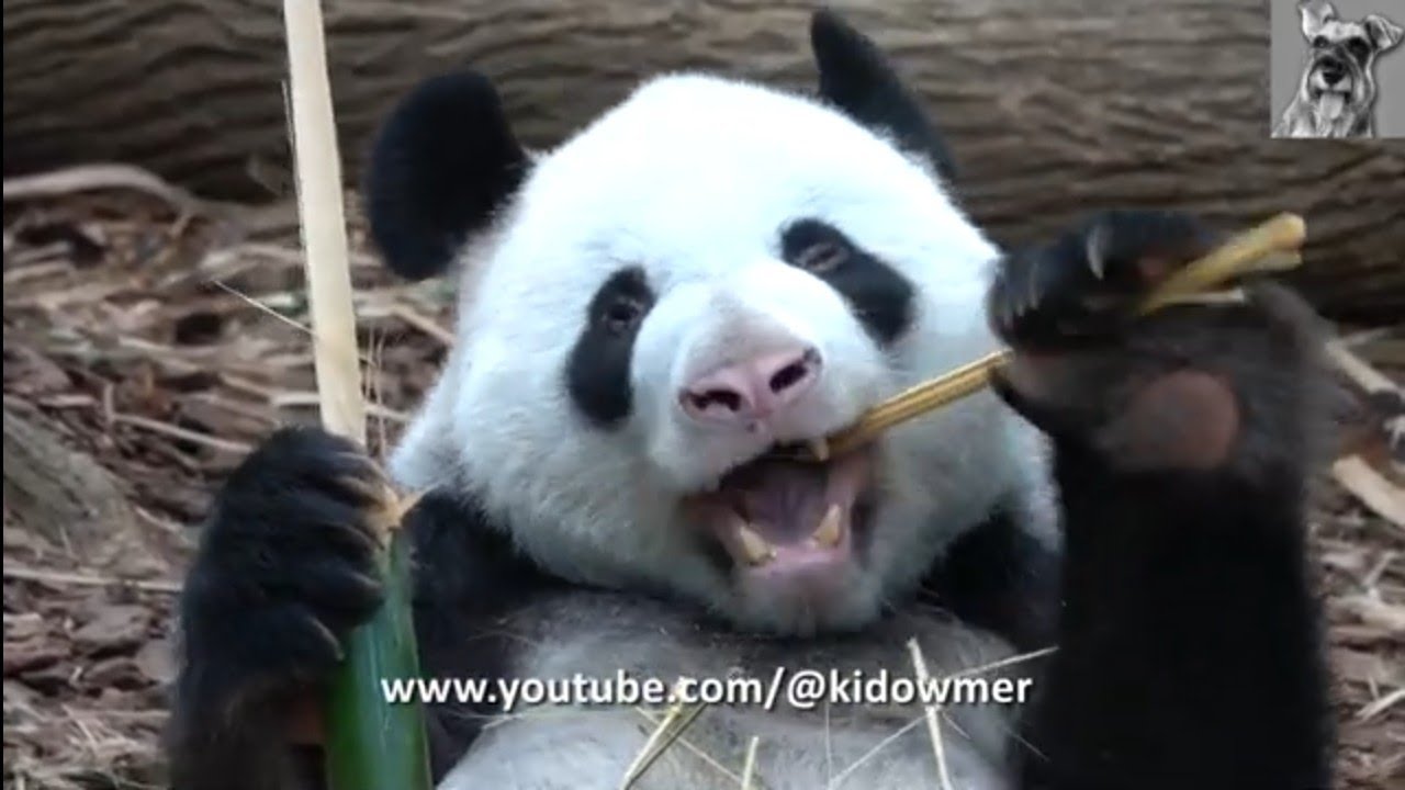 Closeup: Bamboo-chomping GIANT PANDA - YouTube