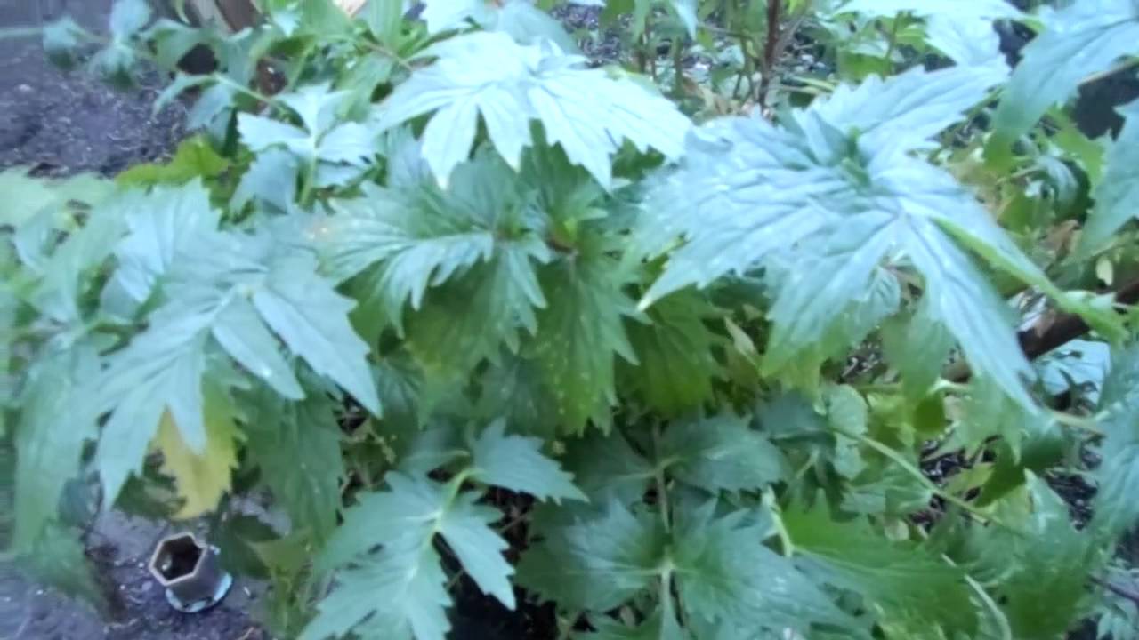 Organic Gardening -Urban homestead- Growing Valerian and harvesting ...